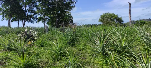 2023 Best Views Trails in Tanjong Maya | AllTrails