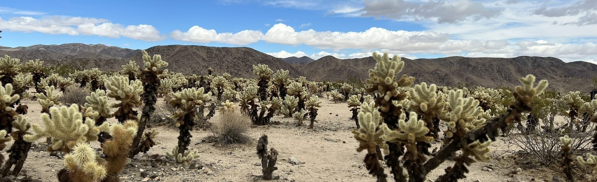 Cholla Cactus Garden, California - 2,066 Reviews, Map | AllTrails