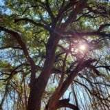 Woodway Trail, Texas - 298 Reviews, Map | AllTrails