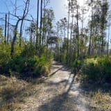 Sabal Palm Trail, Florida - 143 Reviews, Map | AllTrails