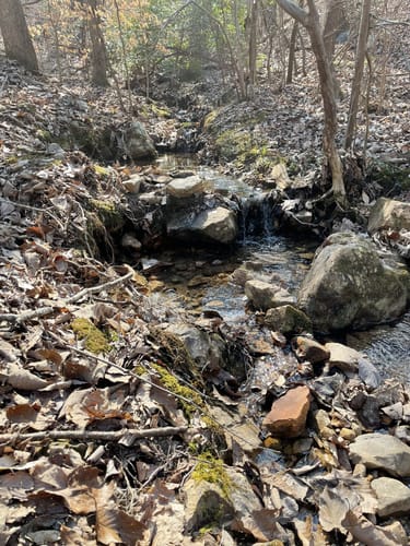 Best Hikes and Trails in Mountain Longleaf National Wildlife Refuge ...