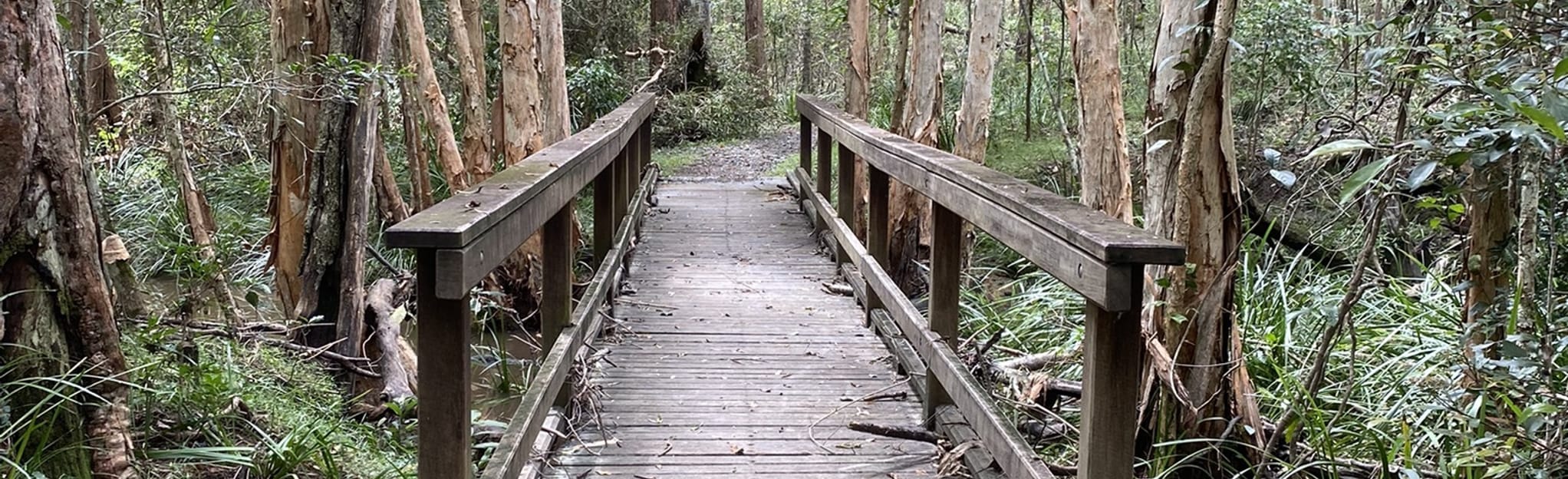 Grey Box, Spotted Gum, Ironbark Ridge Loop, Queensland, Australia - 63 ...