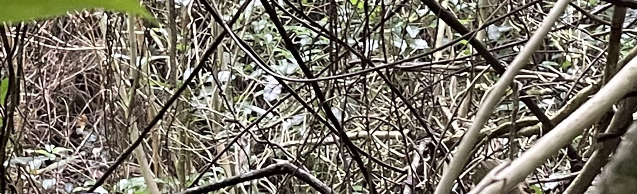 Waitohi Bush Walk, Canterbury, New Zealand - 7 Reviews, Map | AllTrails