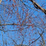 Thun Trail, Pennsylvania - 316 Reviews, Map | AllTrails