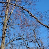 Thun Trail, Pennsylvania - 316 Reviews, Map | AllTrails