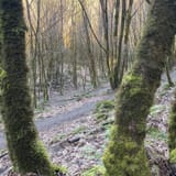 Big Tree Ridge Trail: Short Version, Washington - 295 Reviews, Map ...
