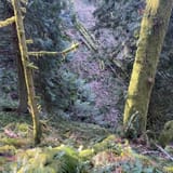 Big Tree Ridge Trail: Short Version, Washington - 295 Reviews, Map ...