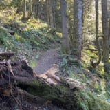 Big Tree Ridge Trail: Short Version, Washington - 292 Reviews, Map ...