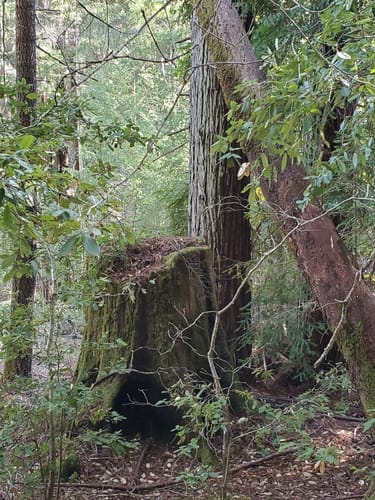 Best Hikes and Trails in Faulkner County Park | AllTrails
