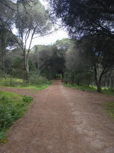 Best River Trails in Monsanto Forest Park | AllTrails