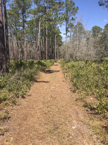 Best Hikes and Trails in Lower Suwannee National Wildlife Refuge ...