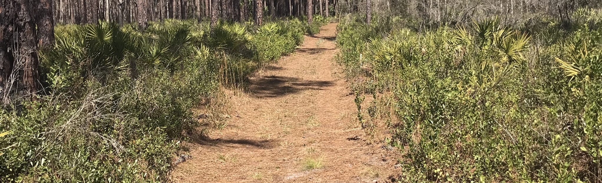 Tram Ridge Loop Trail, Florida - 12 Reviews, Map | AllTrails