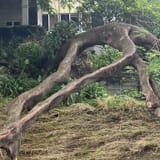 Kedron Brook Track, Queensland, Australia - 86 Reviews, Map | AllTrails