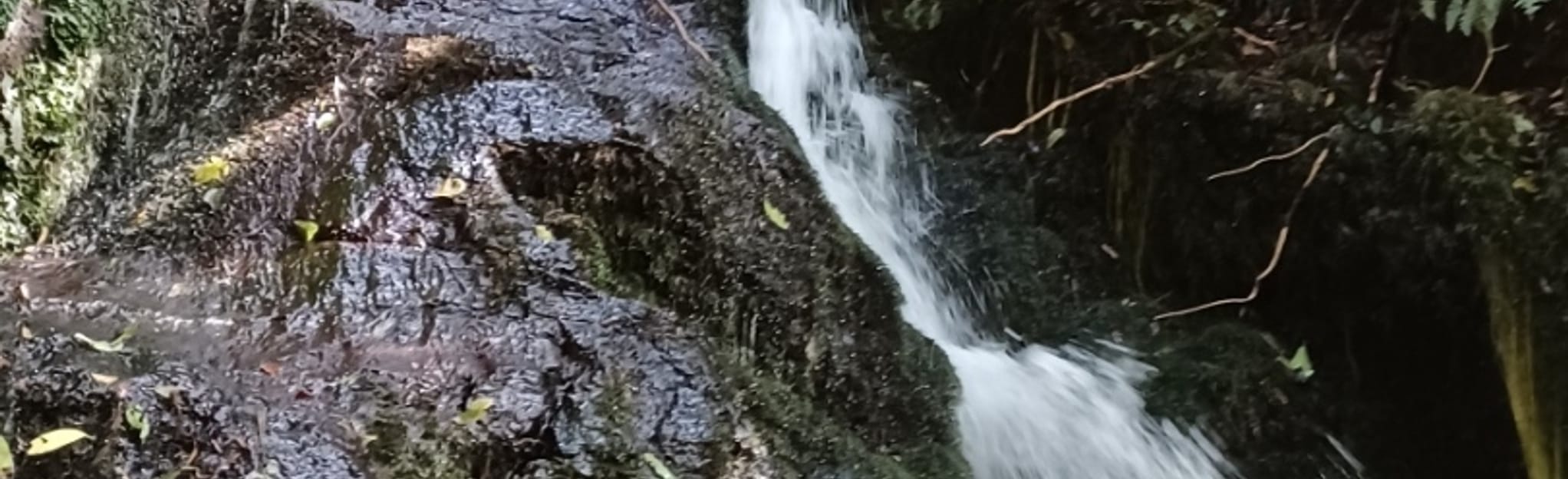 Tiatia Waterfall Bush Walk, Bay of Plenty, New Zealand - 3 Reviews, Map ...