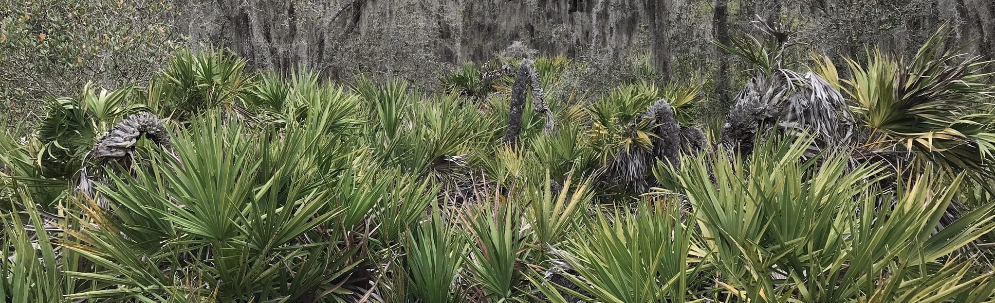 Crooked Lake Prairie Scrub Trail: 31 Reviews, 31 Photos, Map - Florida ...