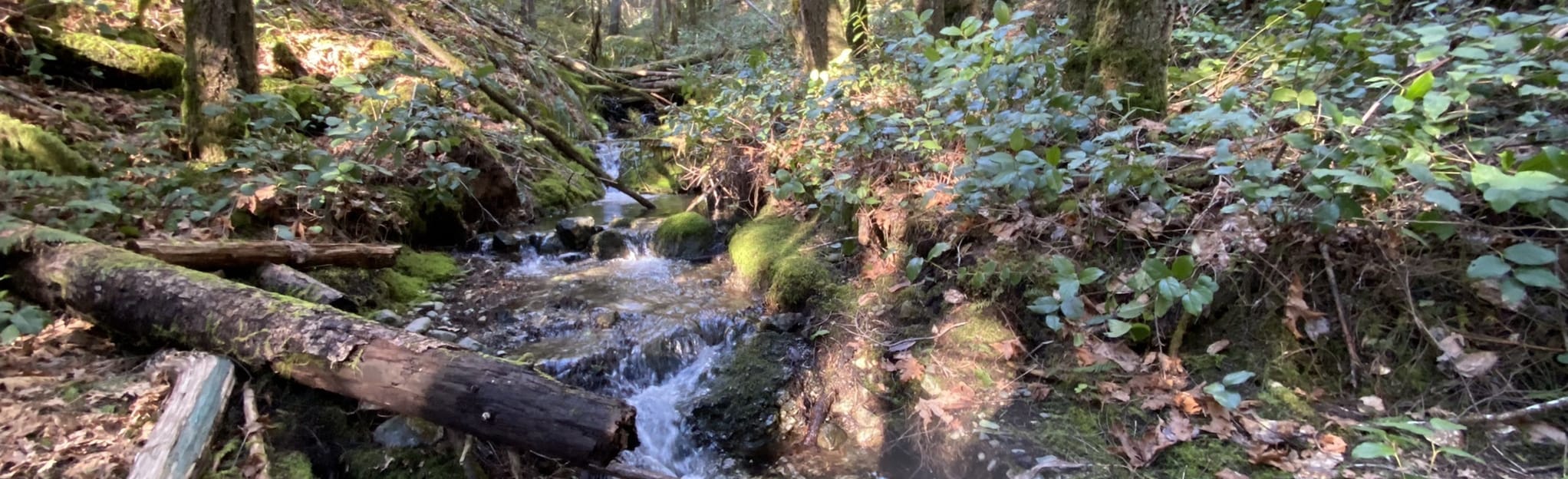 Cold Creek Loop, British Columbia, Canada - 29 Reviews, Map | AllTrails
