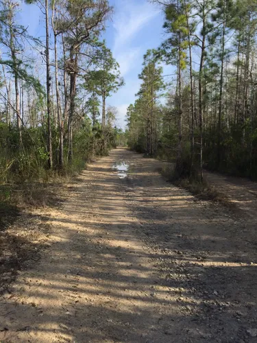 10 Best Off Road Driving Trails in Florida | AllTrails