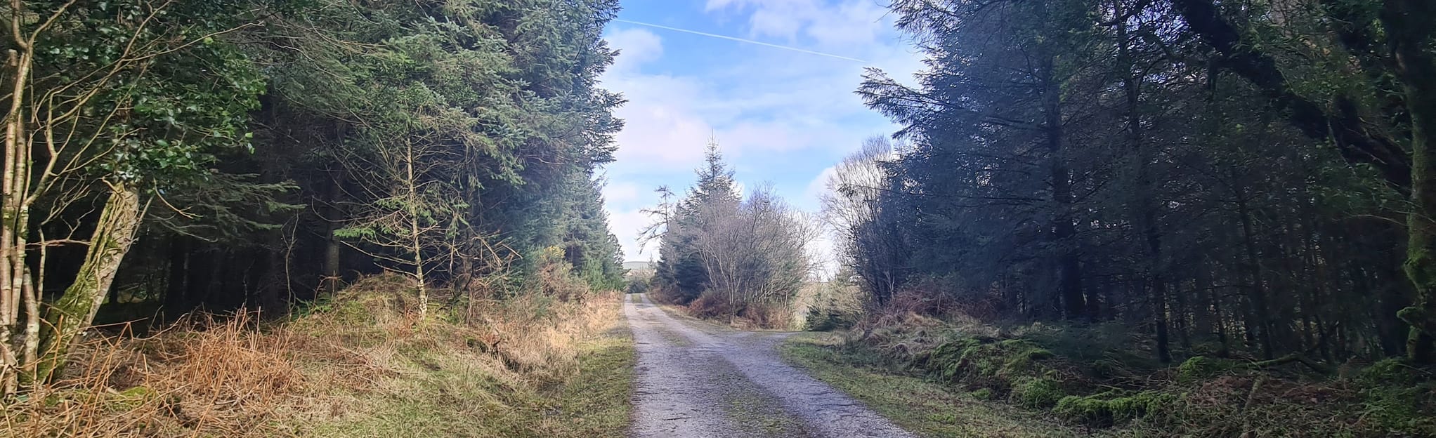 Glenshelane Woods Loop: 104 Fotos - County Waterford, Irland | AllTrails