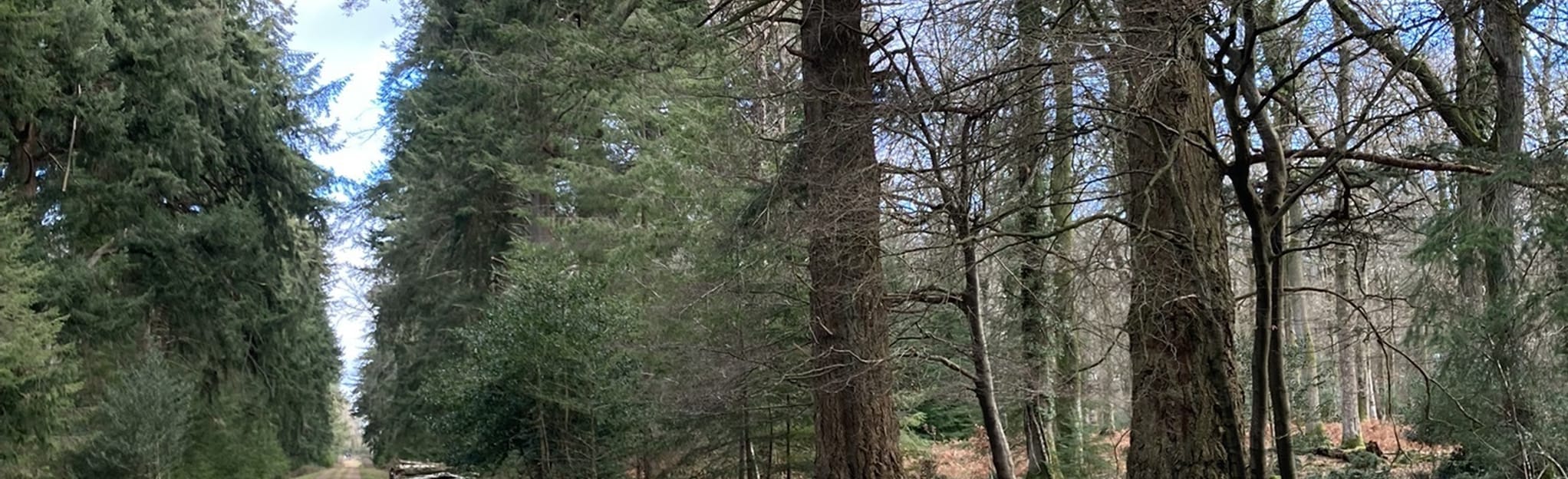 Hazel Hill Circular, Hampshire, England - 12 Reviews, Map | AllTrails