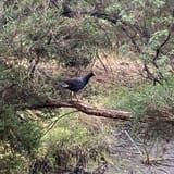 Gresswell Forest Loop, Victoria, Australia - 300 Reviews, Map | AllTrails