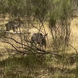 Gresswell Forest Loop, Victoria, Australia - 300 Reviews, Map | AllTrails