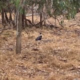 Gresswell Forest Loop, Victoria, Australia - 300 Reviews, Map | AllTrails