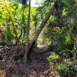 Mount Jerai via Merbok Trail, Kedah, Malaysia - 18 Reviews, Map | AllTrails