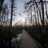 Joyce WMA Swamp Walk Nature Trail, Louisiana - 57 Reviews, Map | AllTrails