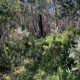 Lake Mountain and Keppel Hut Loop, Victoria, Australia - 76 Reviews ...