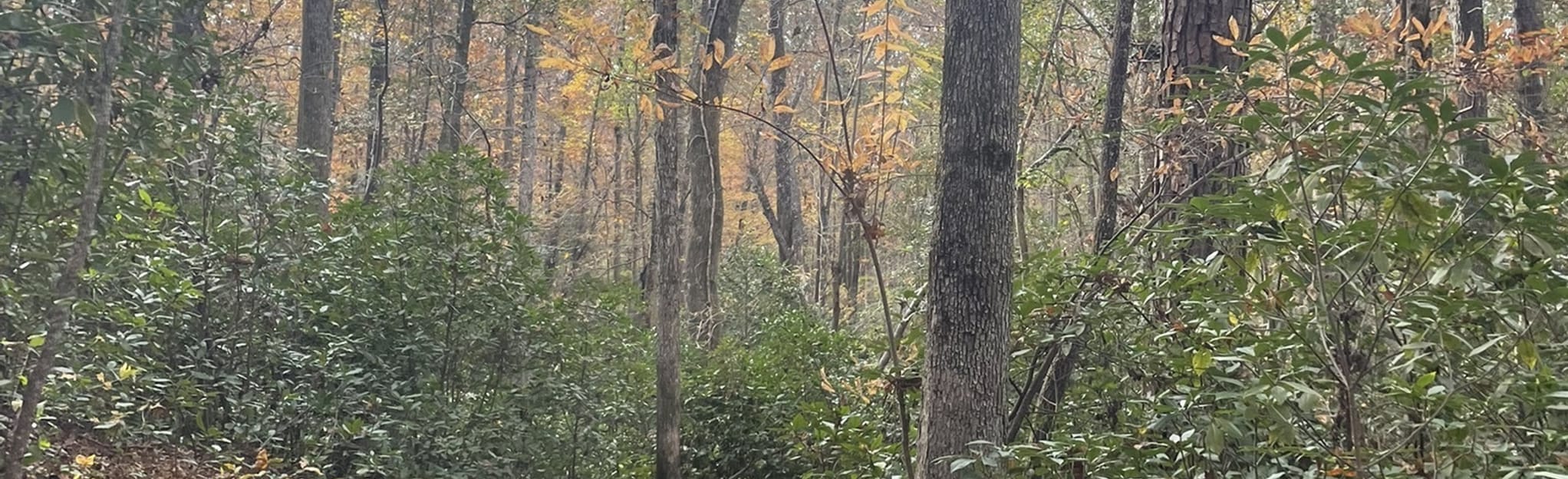 Ridge Loop Trail , Alabama - 120 Reviews, Map | AllTrails