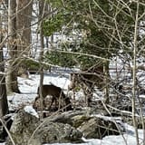 Matildaville Trail, Virginia - 223 Reviews, Map | AllTrails