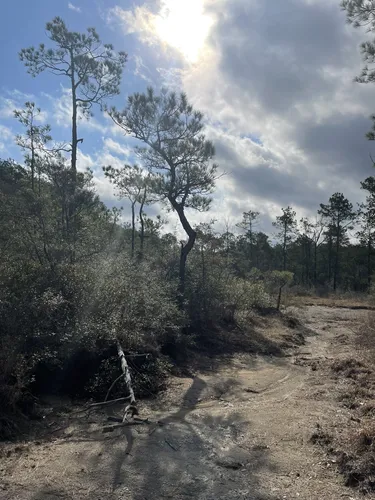 10 Best Forest Trails in Kisatchie National Forest | AllTrails