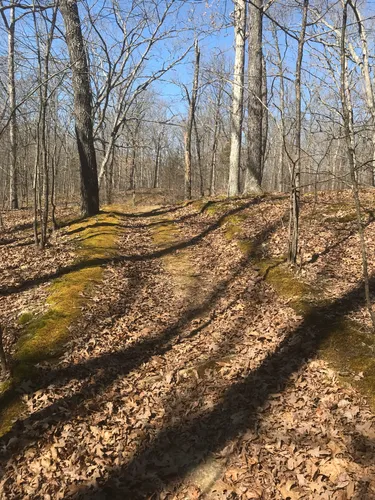 Best Hikes and Trails in Devil's Prop Nature Preserve | AllTrails