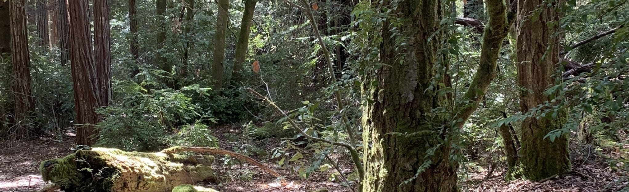 Timber Ridge Trail [PRIVATE PROPERTY], California - 107 Reviews, Map ...