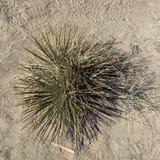 De-Na-Zin Wilderness Trail, New Mexico - 265 Reviews, Map | AllTrails