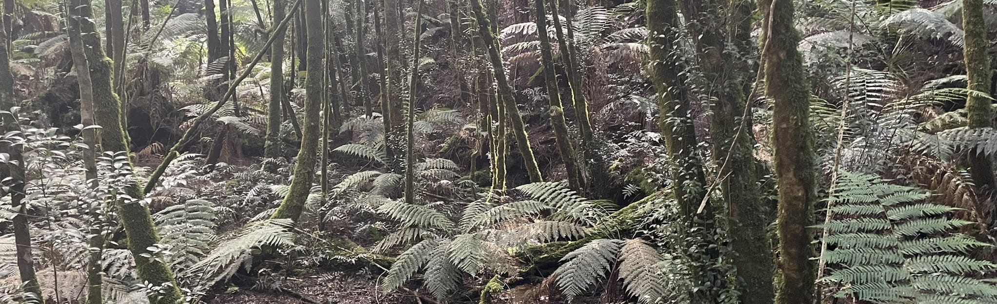 Ada Tree Loop via VHC Track, Victoria, Australia - 18 Reviews, Map ...