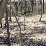 Serendip Sanctuary Loop, Victoria, Australia - 13 Reviews, Map | AllTrails