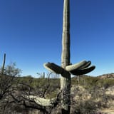 Cactus Forest Loop Drive, Arizona - 354 Reviews, Map | AllTrails