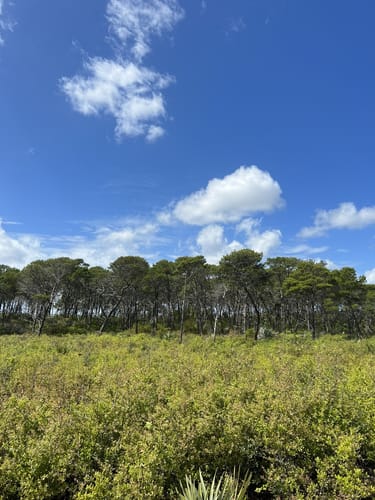 Best Hikes and Trails in Jupiter Ridge Natural Area | AllTrails