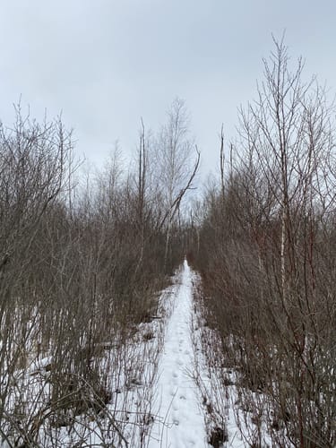 Best Hikes and Trails in Wainfleet Bog Conservation Area | AllTrails