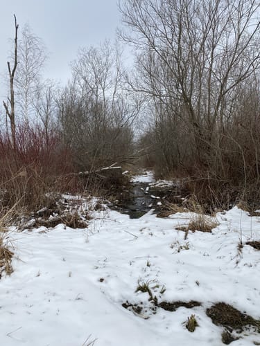 Best Hikes and Trails in Wainfleet Bog Conservation Area | AllTrails