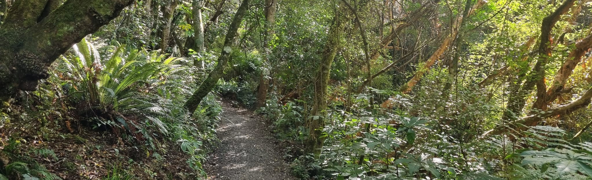 Kaka Point Bush Walk, Otago, New Zealand - 13 Reviews, Map | AllTrails