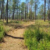 Conecuh South Loop Trail, Alabama - 117 Reviews, Map | AllTrails