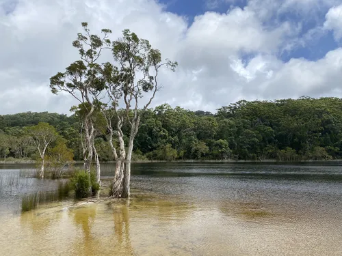 10 Best Hikes and Trails in Great Sandy National Park | AllTrails