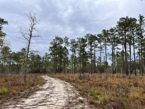 Best Hikes and Trails in Bell Ridge Longleaf Wildlife and Environmental ...