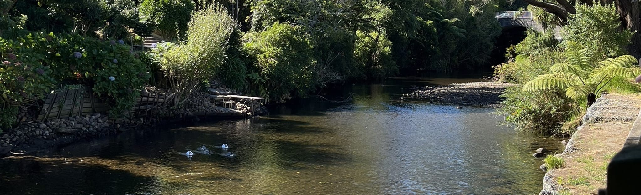 Te Henui Walkway, Taranaki, New Zealand - 59 Reviews, Map | AllTrails