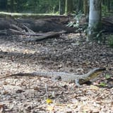 Poona Lake, Queensland, Australia - 73 Reviews, Map | AllTrails