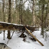 Besser Natural Area Loop, Michigan - 94 Reviews, Map | AllTrails