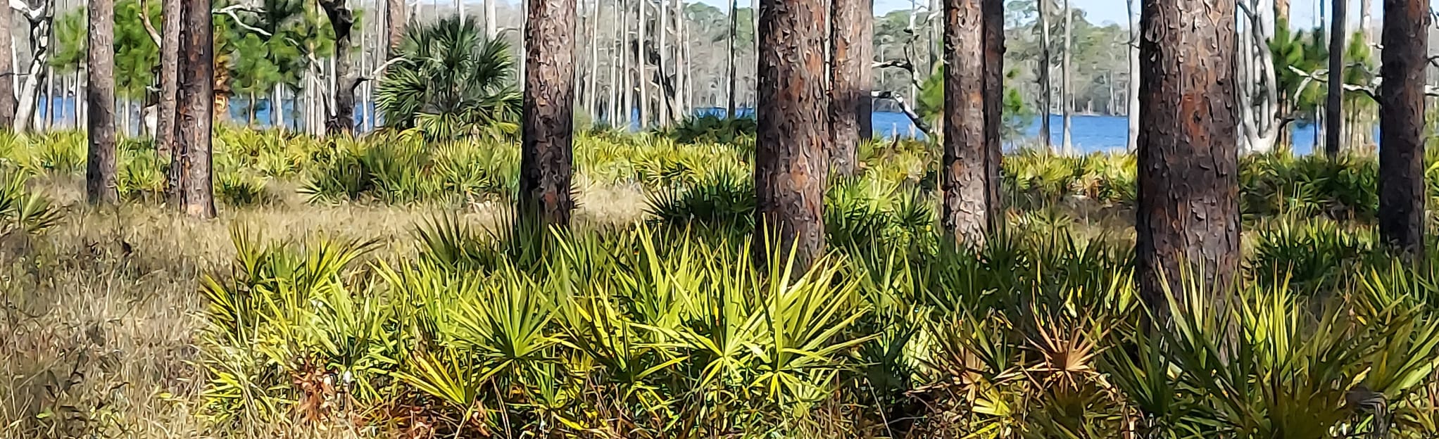 Piney Ridge Loop Trail: 28 Reviews, Map - Florida | AllTrails