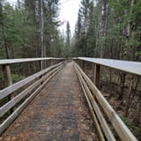 Luzerne Boardwalk, Michigan - 83 Reviews, Map | AllTrails